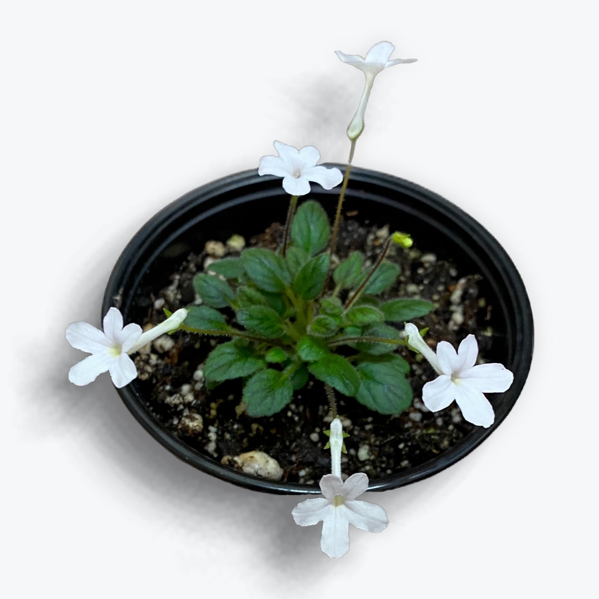 Sinningia pusilla 'White Sprite' | Micro Miniature Sinningia